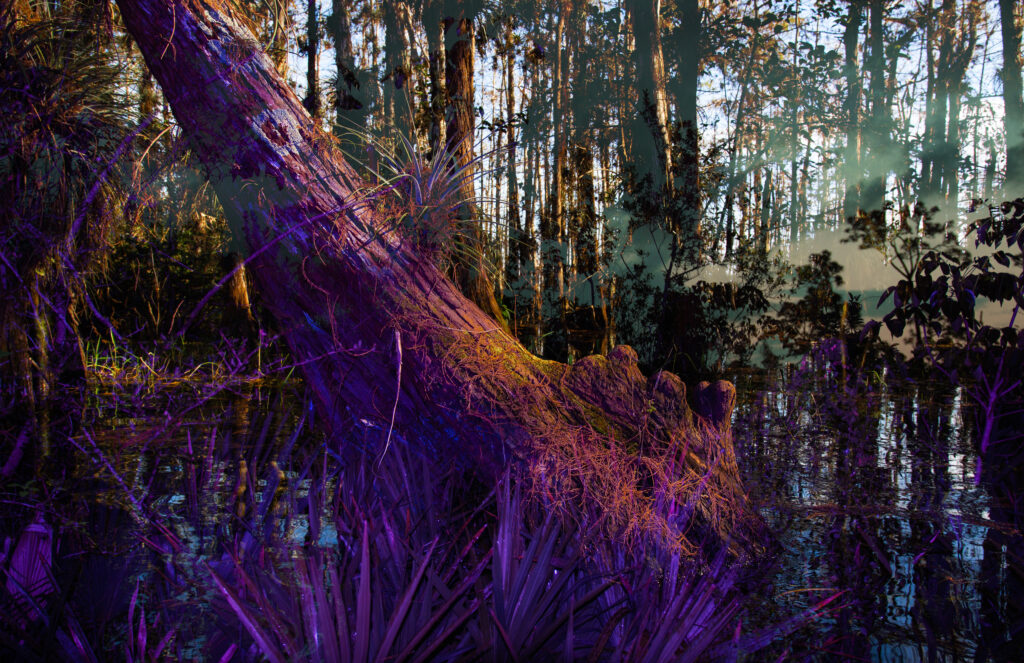 Artists in Residence in Everglades summit contemplates art, diversity ...