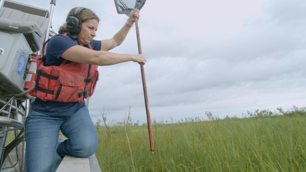 Everglades Foundation's 'Stories' Bring Ecosystem Into Focus ...