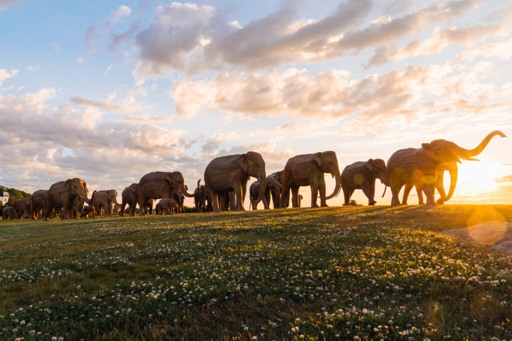 Elephant Migration Miami Beach: Elephant Sculptures Stampede Onto Miami ...